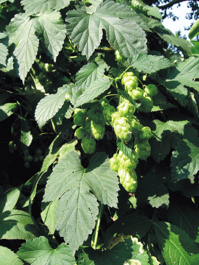 Hops stock photo. Image of leaf, background, close, beer - 710108