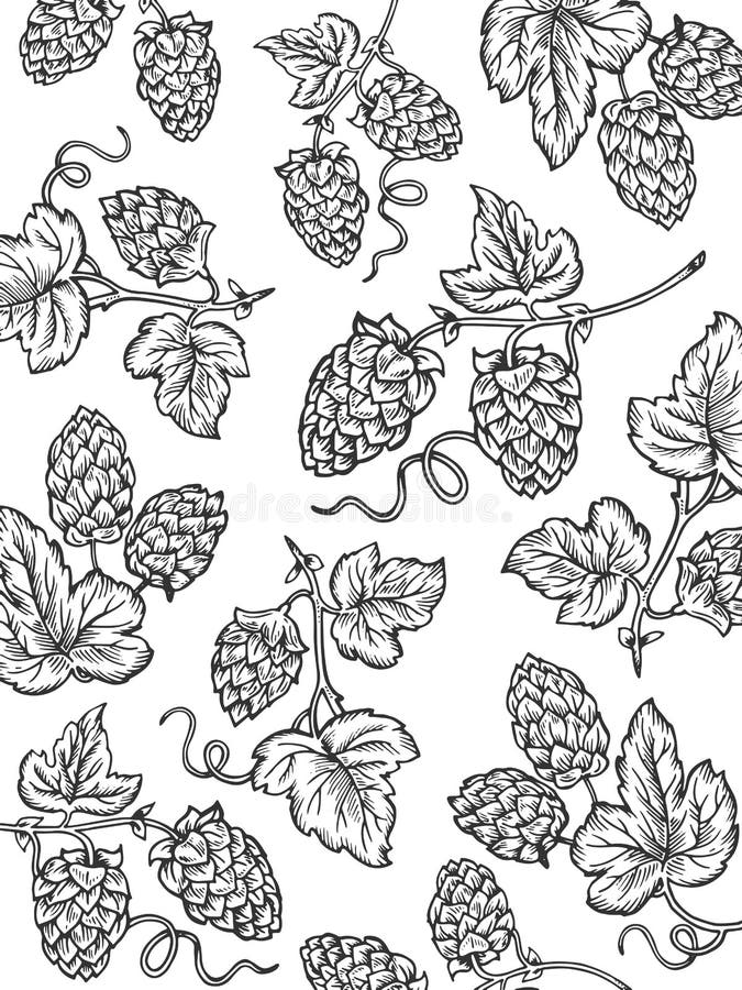 Hops Drawing Stock Illustrations – 1,877 Hops Drawing Stock ...