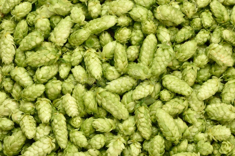 Hops background. stock image. Image of ingredient, humulus - 77850991