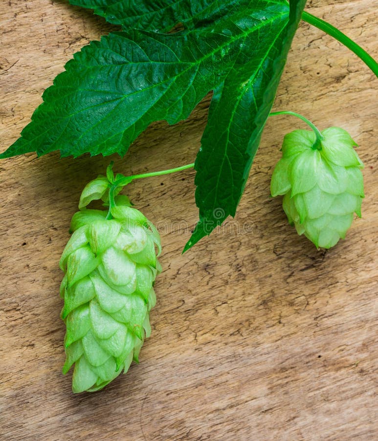 Hops Background of the Old Board Stock Photo - Image of brown, brewery ...