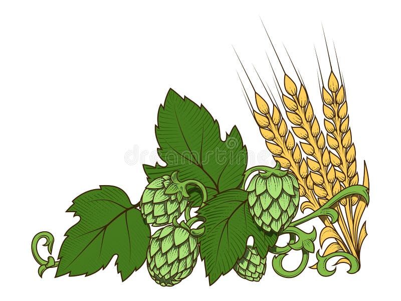 Hops and Barley Ornament Vector Illustration Stock Vector ...