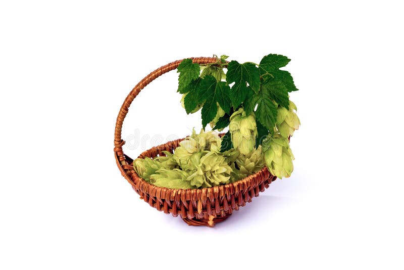 Hops in the Basket Isolated on a White Background. Stock Photo - Image ...
