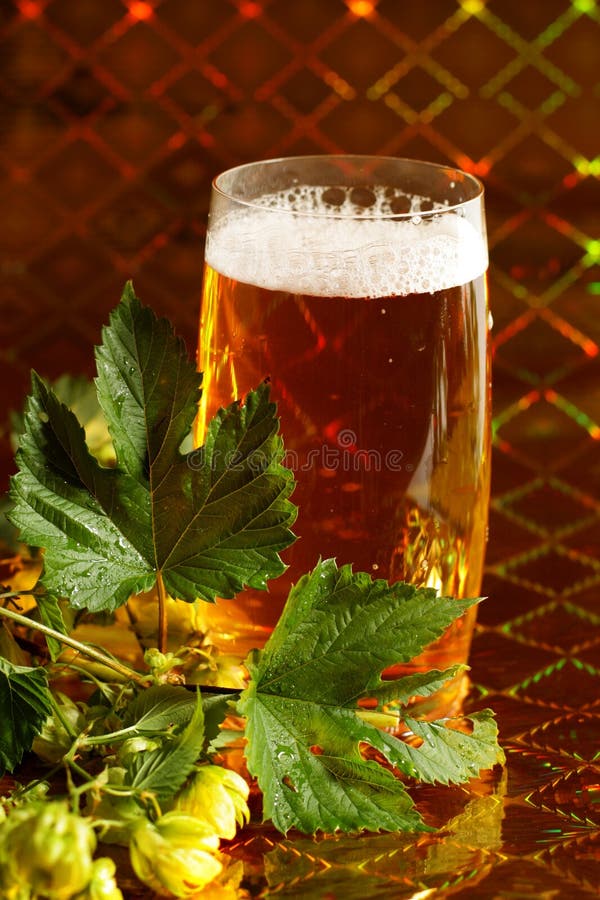 Hops and beer stock image. Image of brewed, nature, white - 26576409