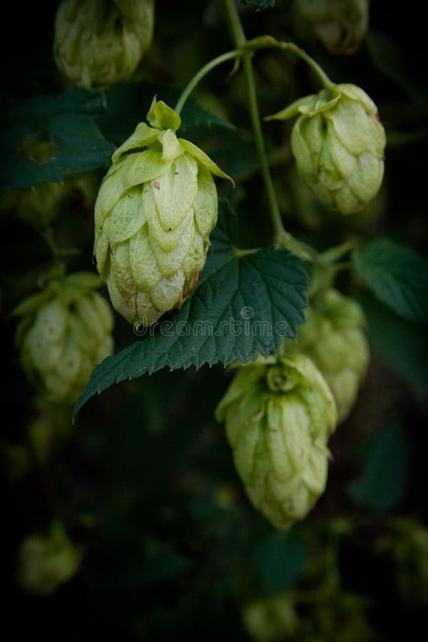 Hops, beer stock image. Image of brewery, green, beer - 42747413