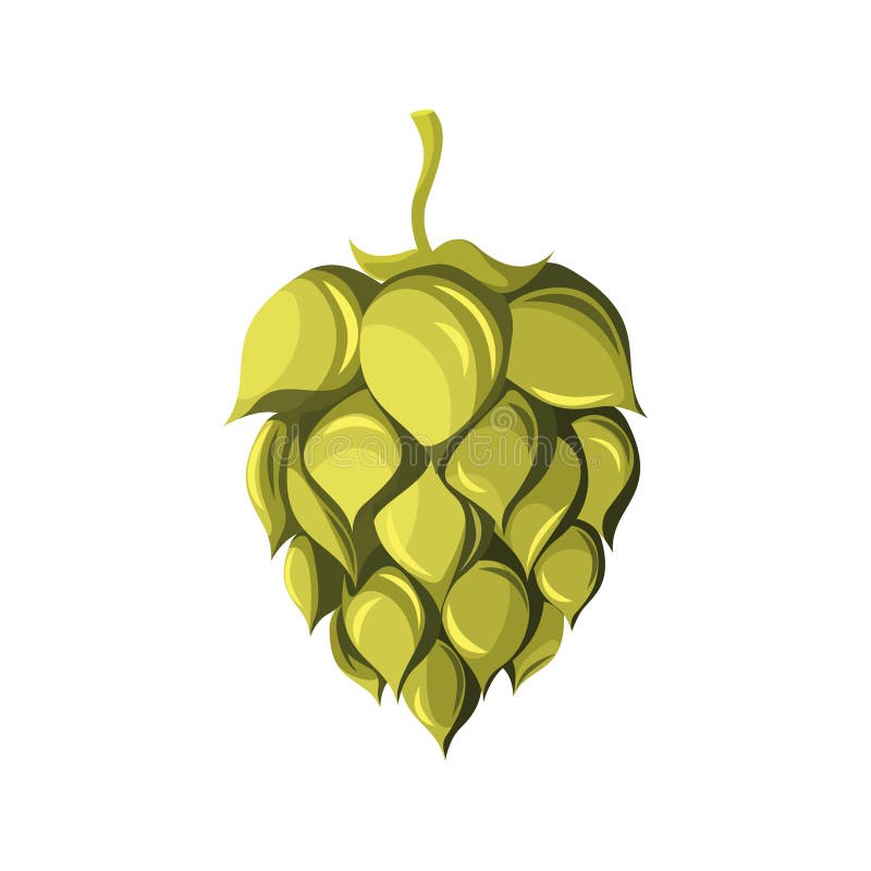 Hops.Beer Hops, a Plant for Making Beer Stock Vector - Illustration of ...