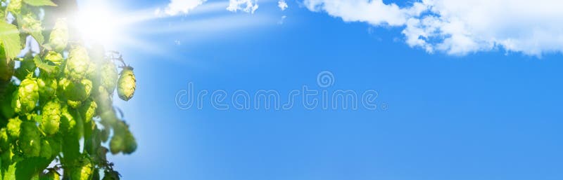 Hops, blue sky stock photo. Image of alcohol, brewery - 86439328