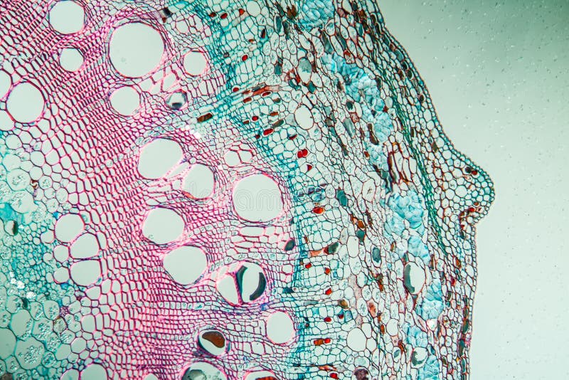 Hemp Under Microscope Stock Photos - Free & Royalty-Free Stock Photos ...