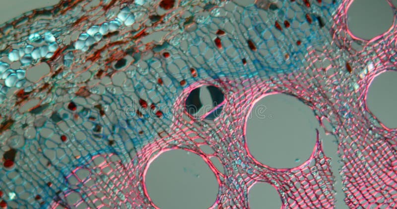 Hop branch tissue in zoom stock footage. Video of thin - 345124332