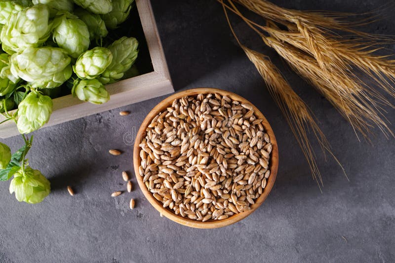 Hops and Branches of Wheat on a Gray Background, Flat Lay Stock Photo ...