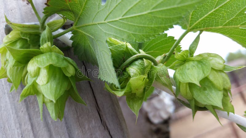 Hops Buds stock photo. Image of plant, hops, garden, brewing - 74879764