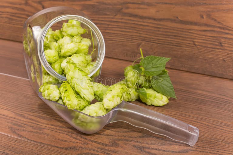 Hops stock image. Image of brewing, ordinary, medicinal - 44729589