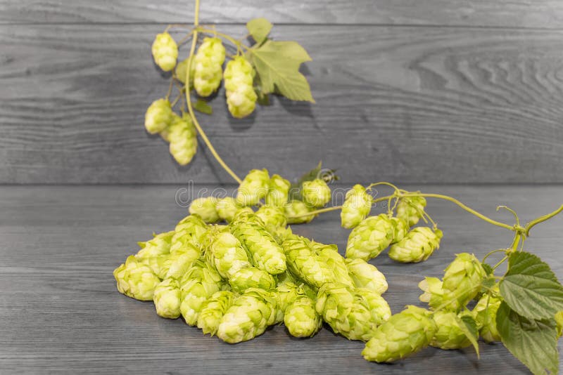 Hops stock photo. Image of flowers, medicinal, wort, curly - 44729626