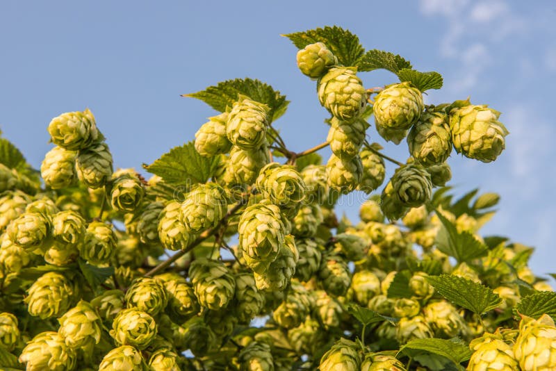 Hops Ready for Harvest in a Hops Farm Stock Photo - Image of brewery ...