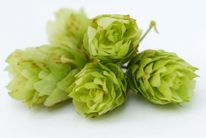 Hops branch stock image. Image of cone, beer, brew, isolated - 16184297
