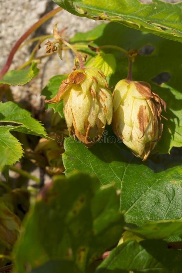 Hops stock photo. Image of harvest, ripened, nature, plant - 47434858