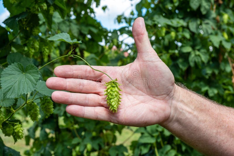 124 Human Cone Head Stock Photos - Free & Royalty-Free Stock Photos ...