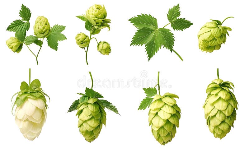 Hops Cones Collection - Isolated on White Stock Illustration ...