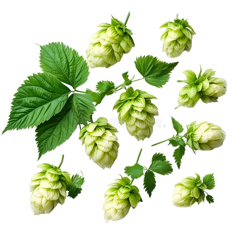 Hops Cones and Leaves Isolated on White Stock Illustration ...