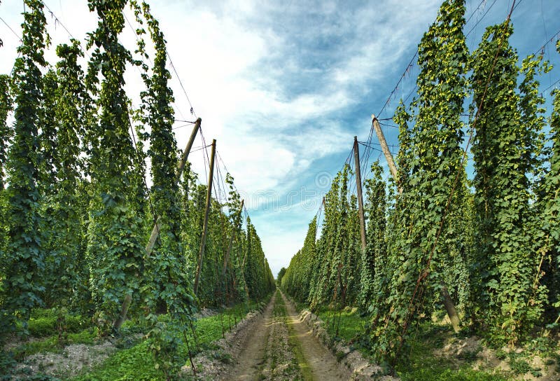 Field of Hops stock image. Image of summer, bavaria, hops - 6107333
