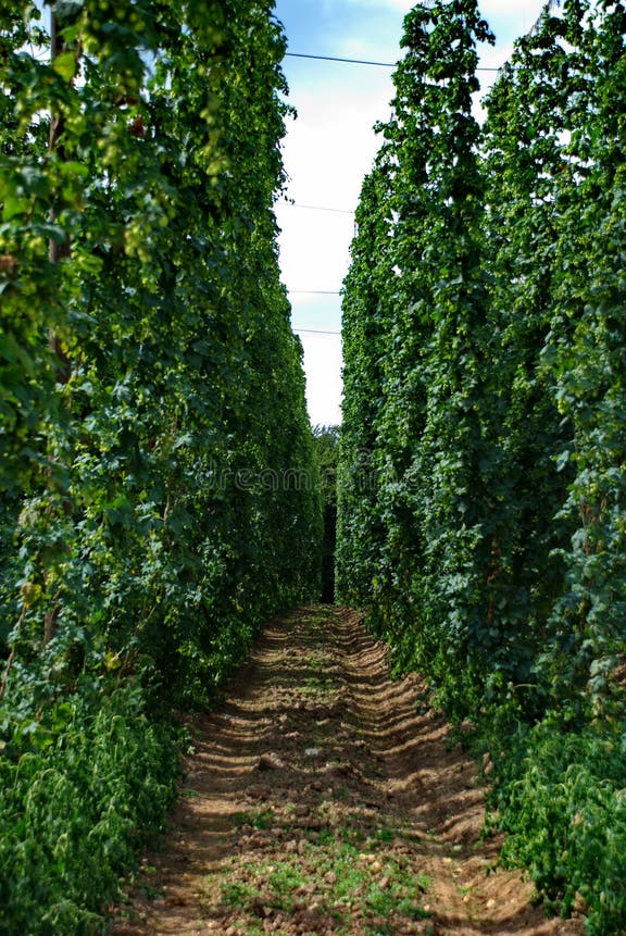 Hops farm #13 stock photo. Image of alcohol, growth, beer - 6095772