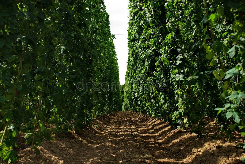 Hops farm #16 stock photo. Image of climbing, brewery - 6095884