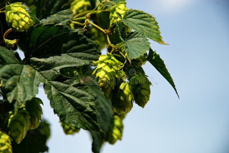 Hops farm #19 stock photo. Image of cask, growing, distillery - 6095922