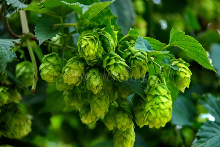 Hops Ready for Harvest in a Hops Farm Stock Photo - Image of brewery ...