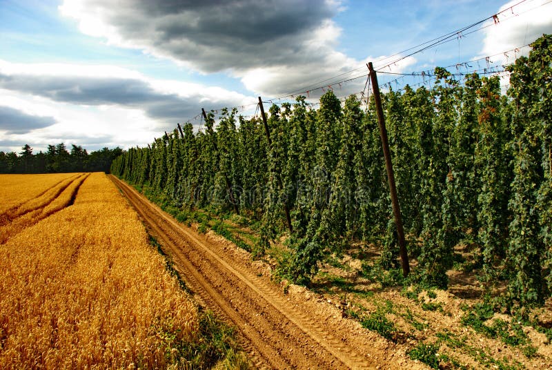 Hops field stock image. Image of green, nature, hill - 22851781