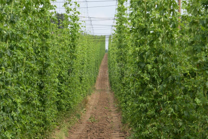 Hops Field stock photo. Image of summer, high, green - 13129744