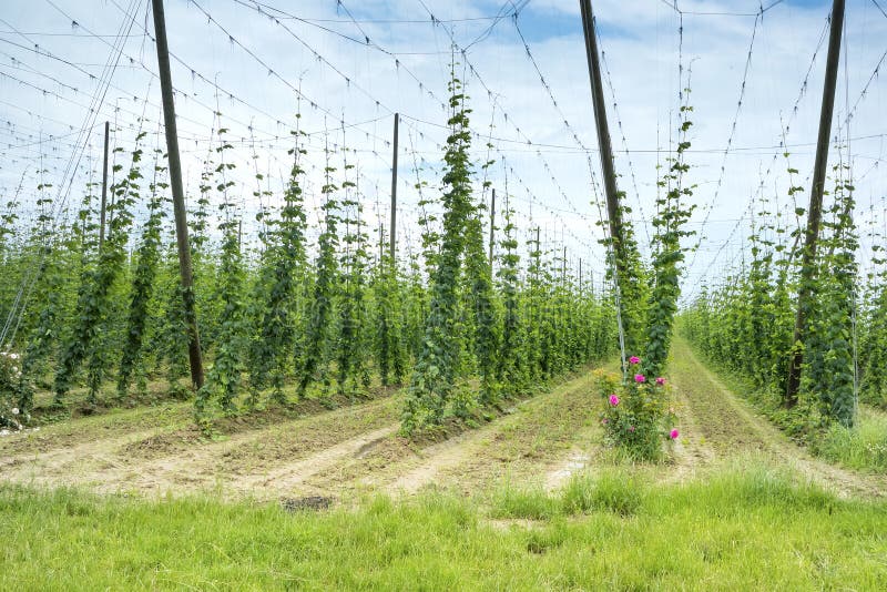 Hops field stock image. Image of green, nature, hill - 22851781