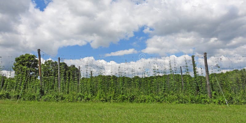 Hops Field Growing in the NYS FingerLakes Sunshine Stock Photo - Image ...
