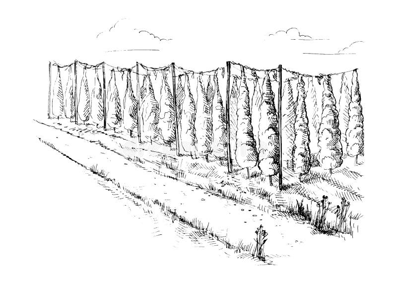 Hops Field vector stock vector. Illustration of drawn - 91060164