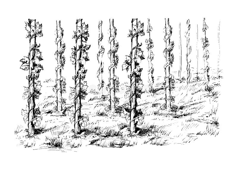 Hops Field vector stock vector. Illustration of czech - 91060427