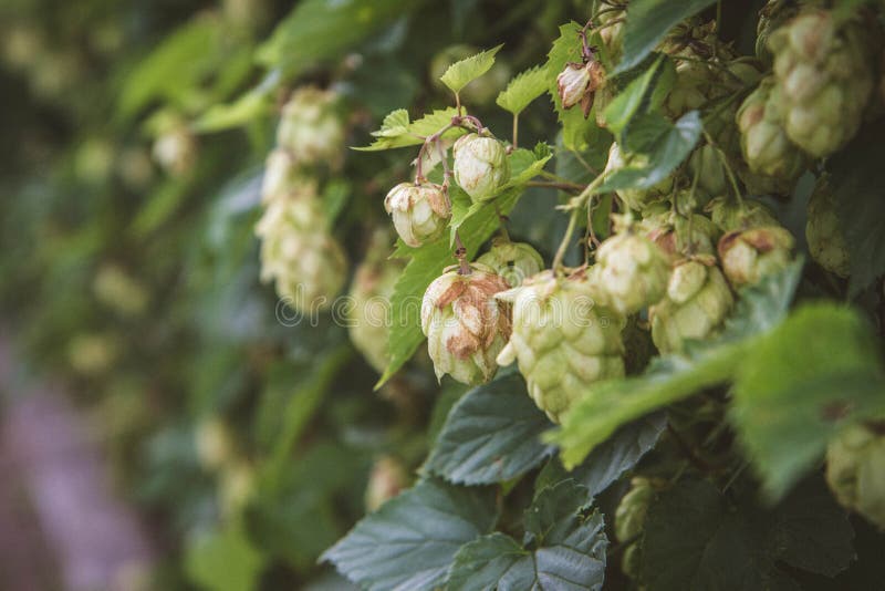 Hops flowers stock photo. Image of farm, hopping, green - 99964472