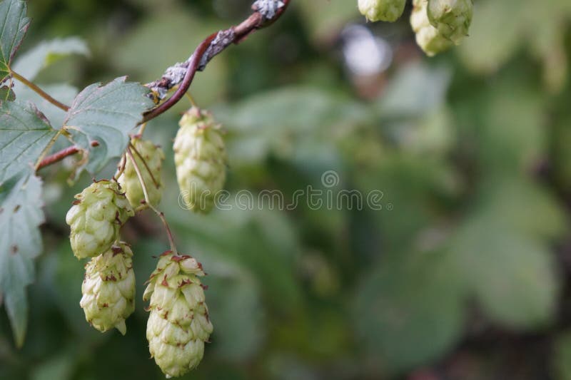 Hops stock image. Image of leaves, beer, hops, autumn - 44486819