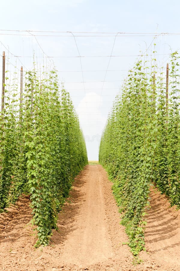 Hops garden stock photo. Image of brewing, grower, growing - 15642004