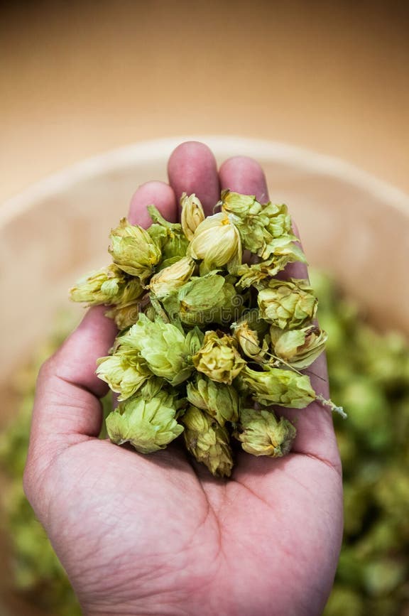 Hops in a hand of man stock image. Image of ingredients - 99364787