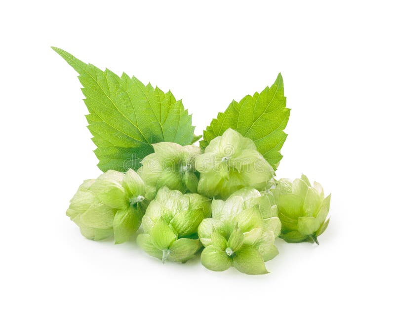 Hops (humulus) stock image. Image of food, plant, green - 57769973