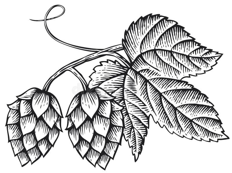 Hops leaf design stock vector. Illustration of award - 33087564