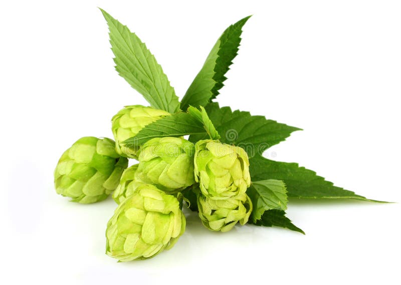 Hops Isolated on a White Background Stock Photo - Image of hopplant ...