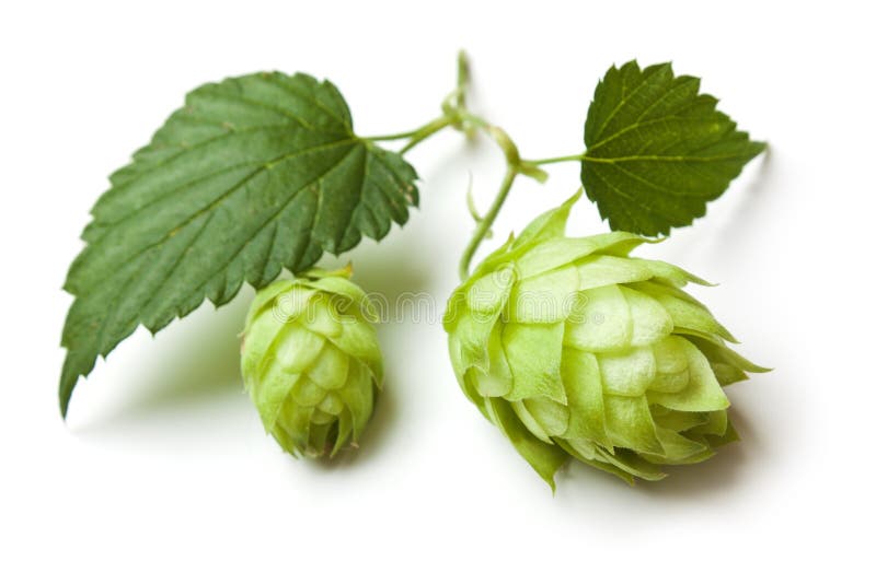 Hops branch stock image. Image of cone, beer, brew, isolated - 16184297