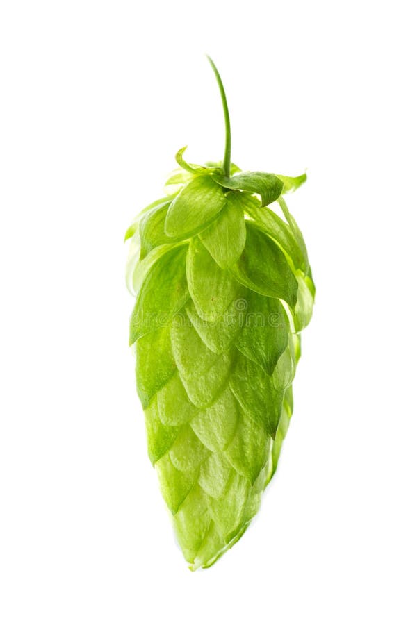 Hops stock image. Image of gourmet, botany, brewing, cones - 43936057