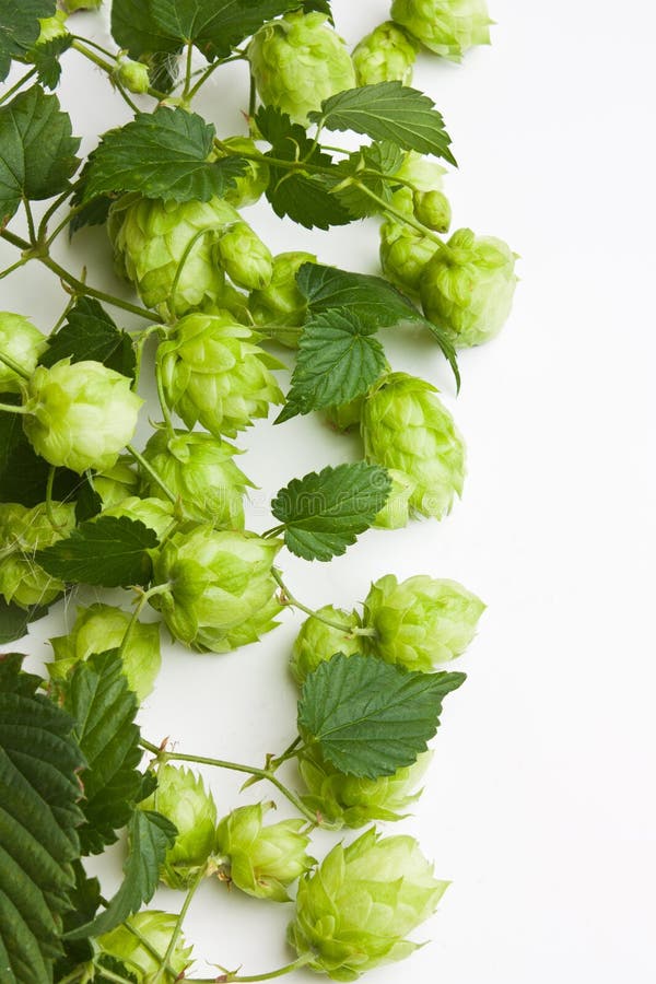 Hops Background of the Old Board Stock Photo - Image of brown, brewery ...
