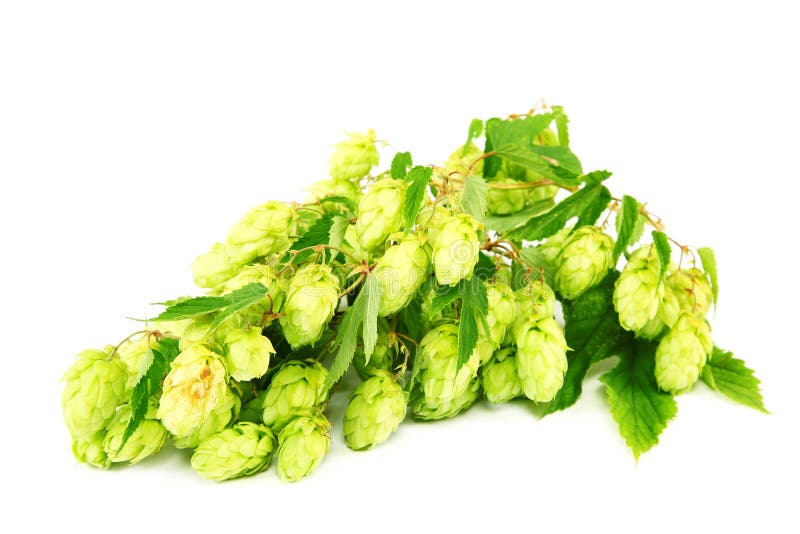 Branch of hops. stock photo. Image of crop, beverage - 34238360
