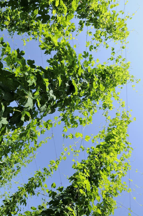 Hops Leaves in Plantation #5, Baden Stock Photo - Image of farming ...