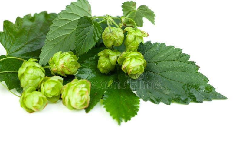 Hops with Leaves and Foliage Stock Image - Image of branch, hops: 26630957