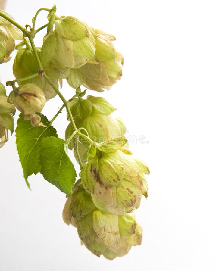 Hops stock photo. Image of crop, beverage, creeper, brew - 46807668