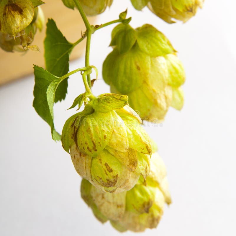 Hops stock image. Image of creeper, leaves, crop, harvesting - 46807669