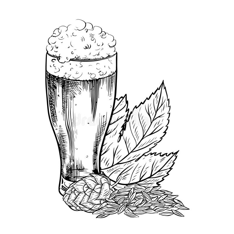 Hops, Malt, Beer Glass and Beer Mug. Vector Black and White Hand-drawn ...