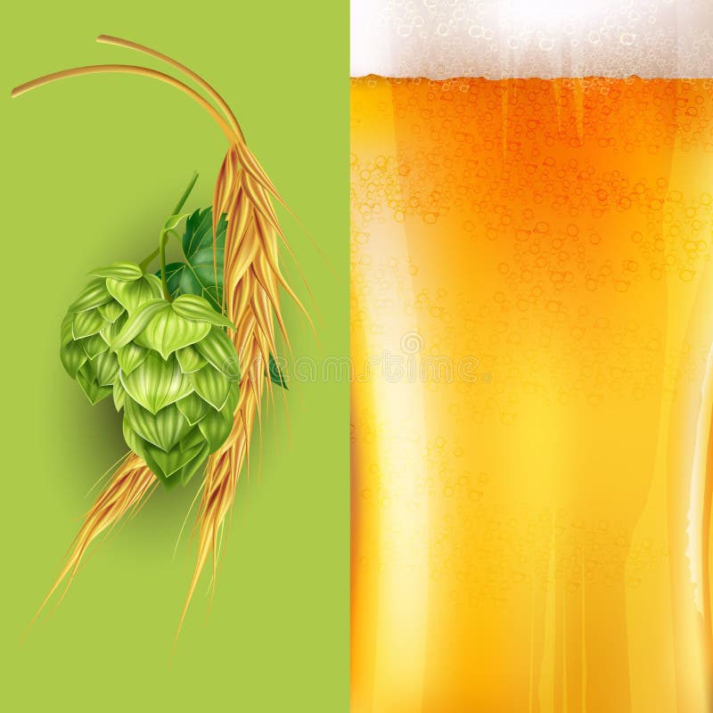 Hops, Malt and Beer. Vector Illustration Stock Vector - Illustration of ...